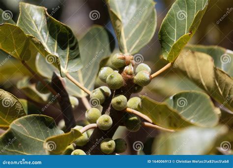 Fruits Of A Sycamore Fig Ficus Sycomorus Stock Image Image Of Green