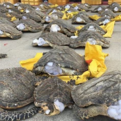 Silent Victims The Tragic Toll Of Sea Turtle Shell Trade