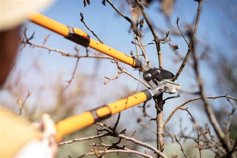 Prune Your Pear Tree When Dormant In Winter It Helps Establish A Good Form Horticulture Magazine