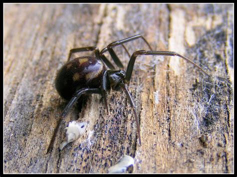 False Widow Spider Uk By Vitaloverdose On Deviantart