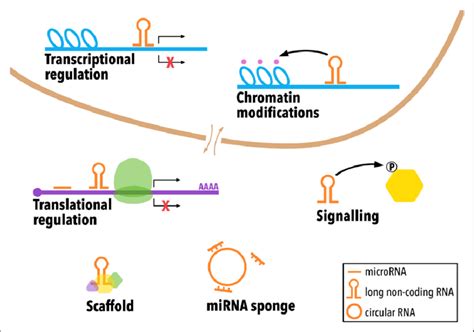 Main Mechanisms Of Action Of NcRNAs Noncoding RNAs MicroRNAs Long
