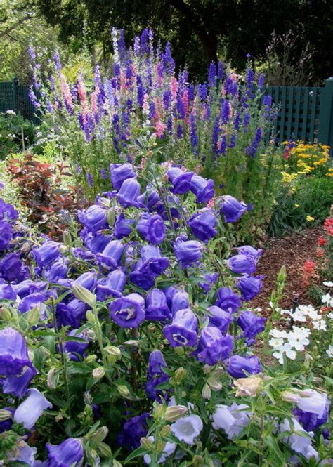 Колокольчик "Чашка с блюдцем": выращивание из семян колокольчика среднего