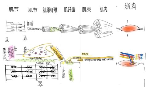 触发点按摩打破恶性循环的简单方法 知乎