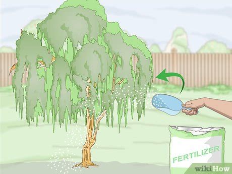 How To Fertilize Trees Steps With Pictures WikiHow