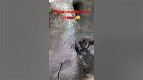 Viral Sorts Video কবুতরের বাচ্চাটিকে তার মা খাওয়াচ্ছে কেমন দেখুন