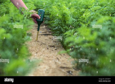 Measure Soil With Digital Device Green Plants And Woman Farmer Measure PH And Moisture In The