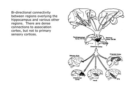 Ppt Learning And Memory In Hippocampus And Neocortex A Complementary Learning Systems