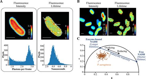 Metabolic Profiling Of Live Planktonic P Aeruginosa Cells Using Download Scientific Diagram