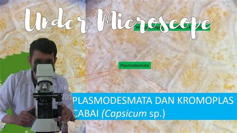 Under Microscope Plasmodesmata Dan Kromoplas Cabai Capsicum Sp