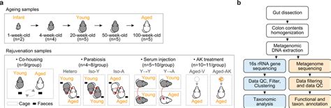 Overview Of The Experimental Design A Schematic Description Of The Download Scientific