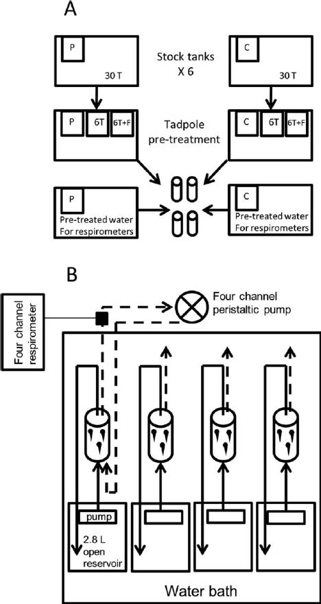 A Summary Of The Experimental Design In Experiment 1 P O Predator T Download Scientific