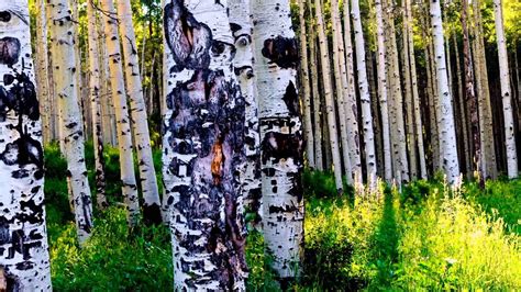 Березовая роща Youtube