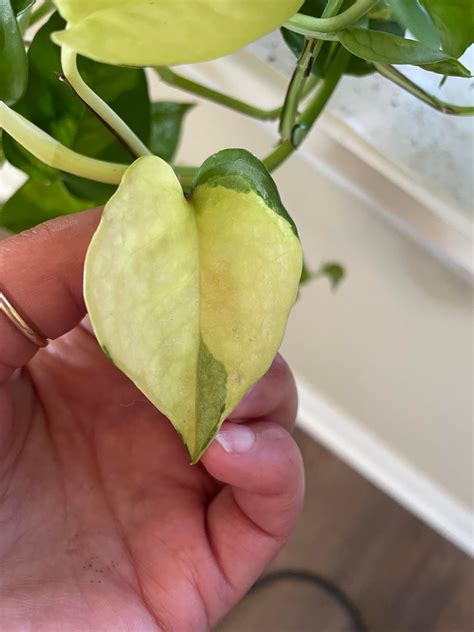 Will Each Pothos Vine Split Only Once R Pothos