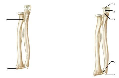 Csn Bio 223 Lab 4 Radius Ulna Anterior View Diagram Quizlet