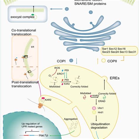 Pathway Engineering Facilitates Efficient Protein Expression In Pichia Pastoris Request Pdf