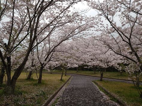 データ復旧 西尾市お花見ランチ ブログ 大切な思い出を取り戻します 愛知県西尾市のパソコン修理ならデータ復旧の