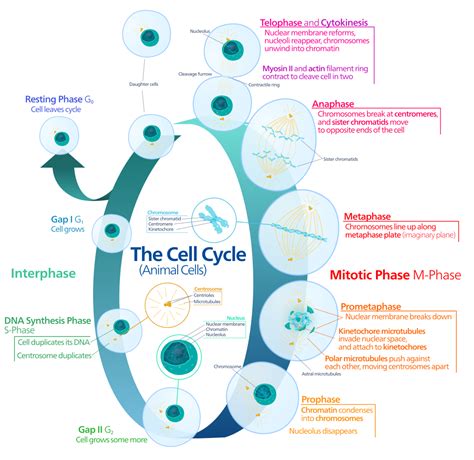 Cell Division Cycle