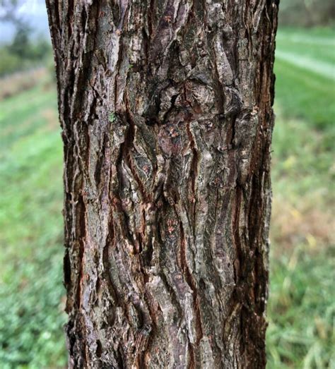 Black Willow Bark Salix Nigra Native Plant Society Of Texas