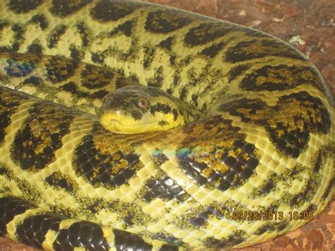 Freshly Shed Yellow Anaconda