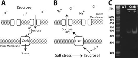 Schematic Of Sucrose Permease Activity And Expression In S Elongatus Download Scientific