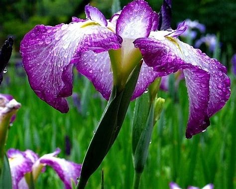 Ирисы: выращивание и уход