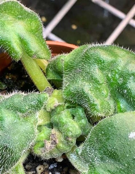 Growing African Violets With Correct Ph Lyrical Violets