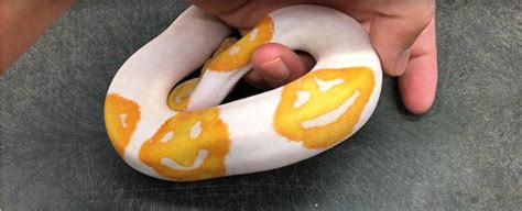 This Ball Python Is Sporting A Smiley Face Pareidolia