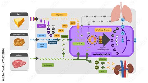 Krebs Cycle Citrate Cycle Cellular Respiration Mitochondria Cellular Respiration Is A Set Of