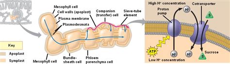 Sucrose Load Html SucroseLoading