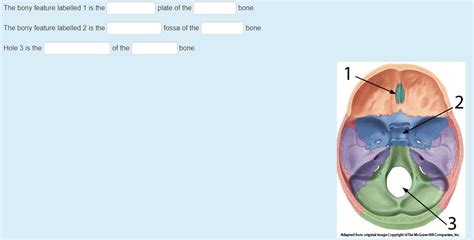 Answered The Bony Feature Labelled 1 Is The… Bartleby