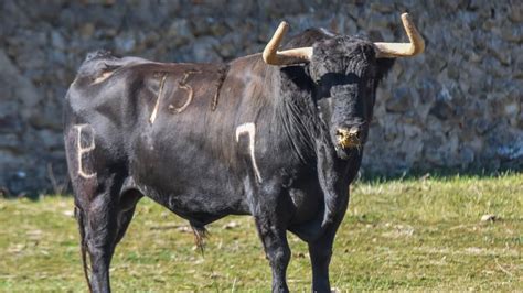 ¿cuántos Miles De Euros Cuesta Criar Un Toro De Lidia Y Cuánto Ha