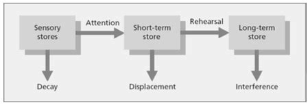 Cog Neuroscience Of Memory Flashcards Quizlet