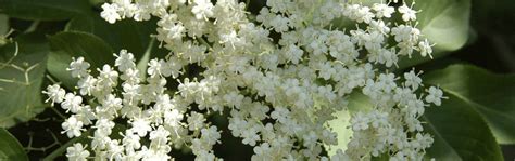 Sambuco Comune Di Baone