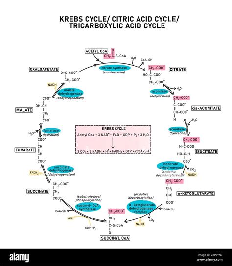 Krebs Cycle Illustration Also Known As The Citric Acid Cycle Or
