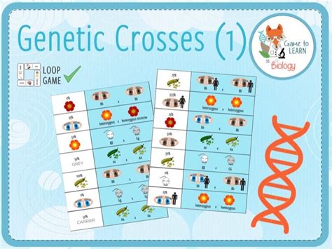 Genetic Crosses I Loop Game Ks4 Teaching Resources