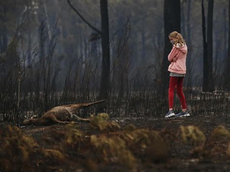 Australian Bushfires Millions Of Animals Dead Or Euthanised