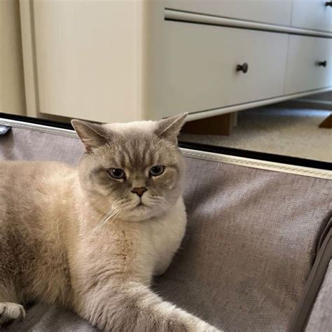 گربه ملوس عکس ویسگون