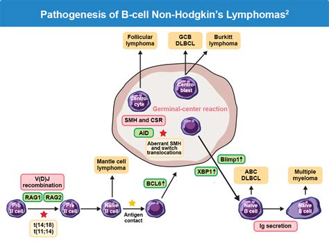 Pathogenesis Nhl Strive