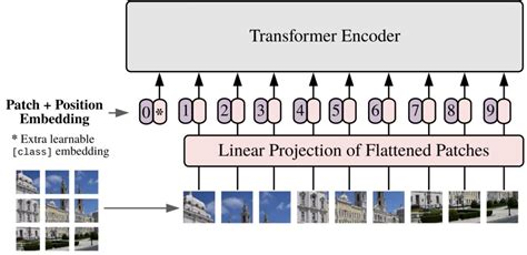Dinov2 Exploring Self Supervised Vision Transformers Marvik