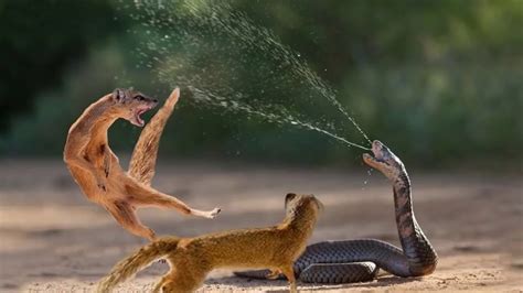 Omg Cobra Is Punished When Deliberately Spitting Venom On Mongoose