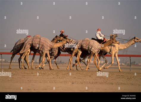 Middle East United Arab Emirates Dubai Camel Racing Dubai Camel