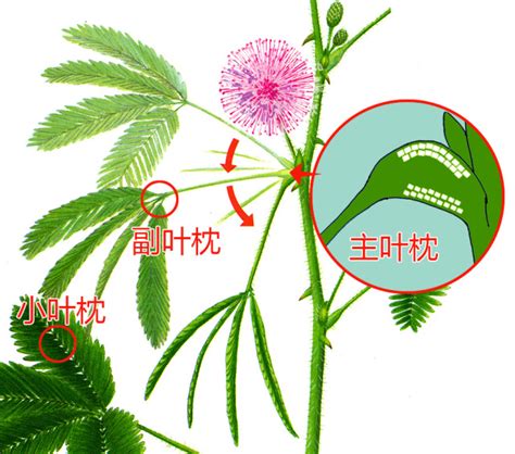【漫画百科】会害羞的草！ 搜狐