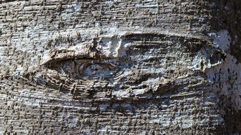 Premium Photo Eyes Of Tree