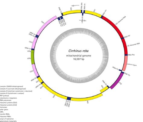 Gene Mapping And Organization Of Mitochondrial Genome Of The Cirrhinus