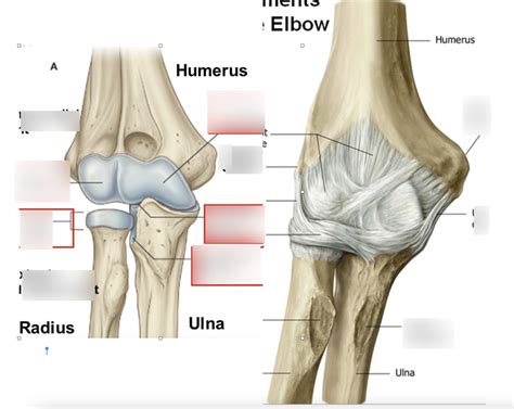 Humeroulnar Joint Humeroradial Joint Ligaments Of Elbow Radioulnar