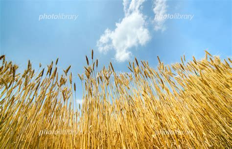Photolibrary