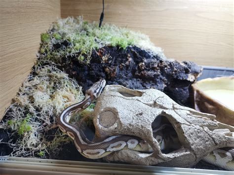 Potential Identification Ball Pythons Morphmarket Reptile Community