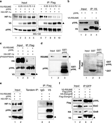Rsume Interacts With Pvhl Inhibits Pvhlhif 1α Interaction And Affects