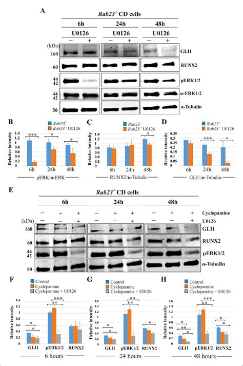 Runx2 And Gli1 Are Downstream Target Of Perk12 A D Time Dependent