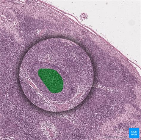 Lymph Nodes Histology Kenhub